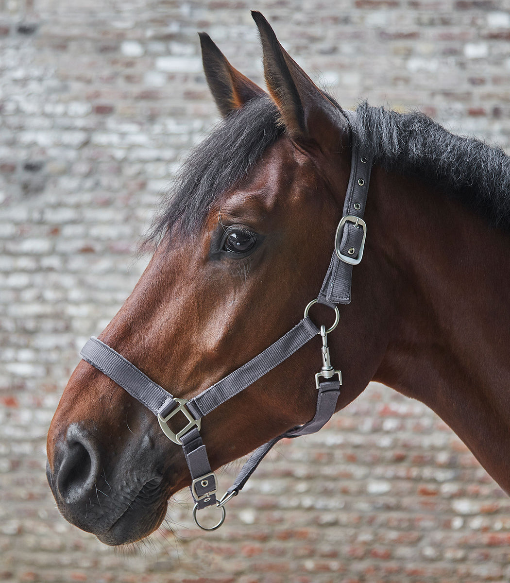 Waldhausen Halter "Satin" – World of Horses